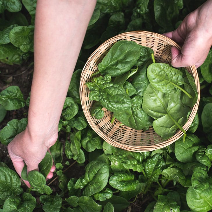 Growing Spinach: How To Plant, Grow And Harvest Spinach - Homestead Acres