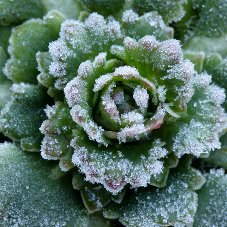 How To Protect Your Vegetable Garden From Frost Homestead Acres How To Protect Your Vegetable Garden From Frost Homestead Acres