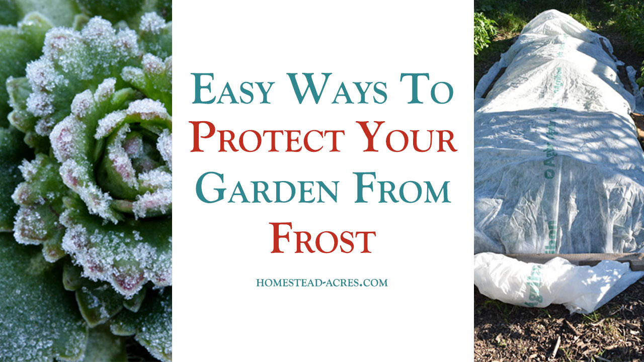 How To Protect Your Vegetable Garden From Frost Homestead Acres How To Protect Your Vegetable Garden From Frost Homestead Acres