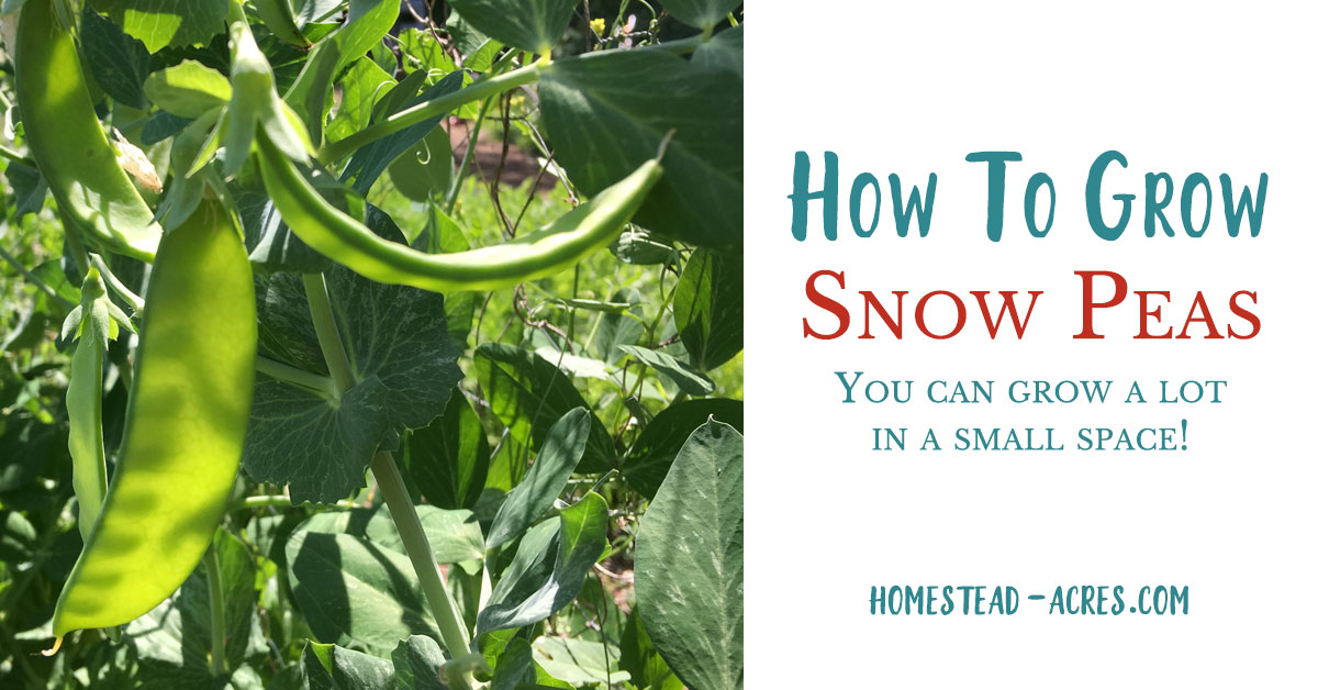 How To Grow Snow Peas (Easy, Tasty Treat!) - Homestead Acres