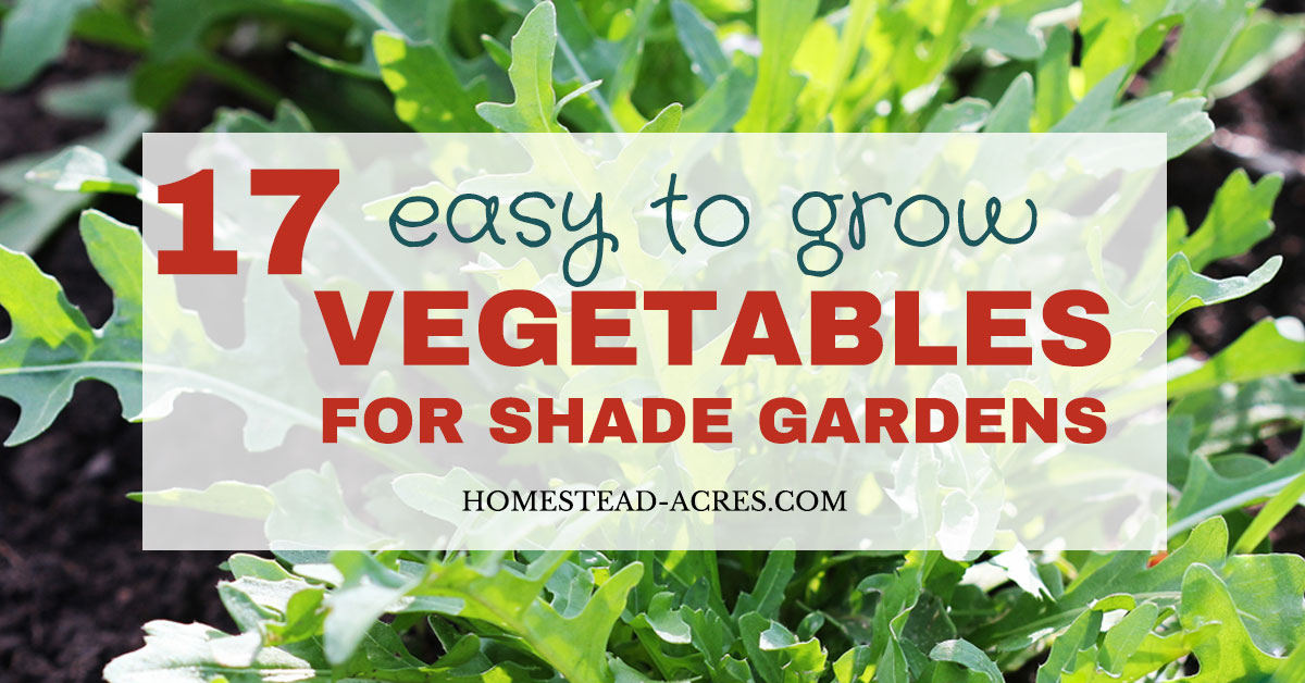 17 Easy Vegetables That Grow In Shade - Homestead Acres