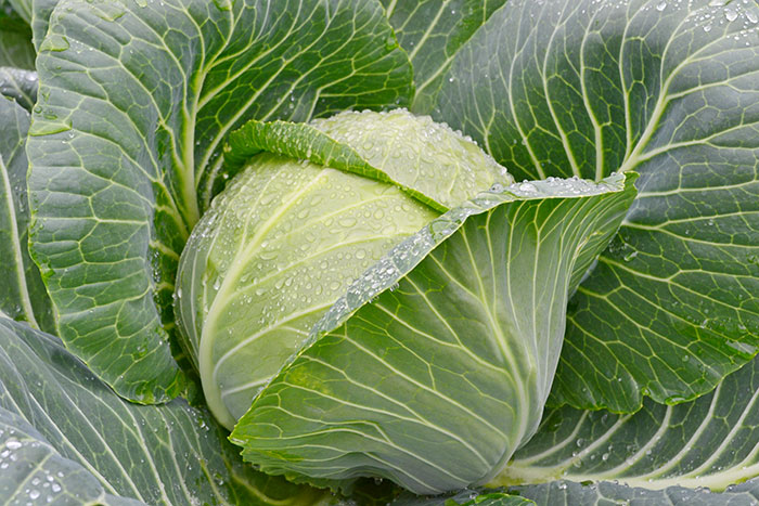 How To Grow Cabbage (Plant, Grow and Harvest) - Homestead Acres