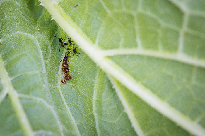 How To Get Rid Of Squash Bugs - Homestead Acres