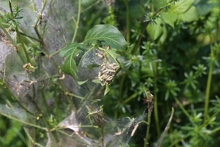 Fall Webworm Control - How To Get Rid Of Fall Webworms Easily ...