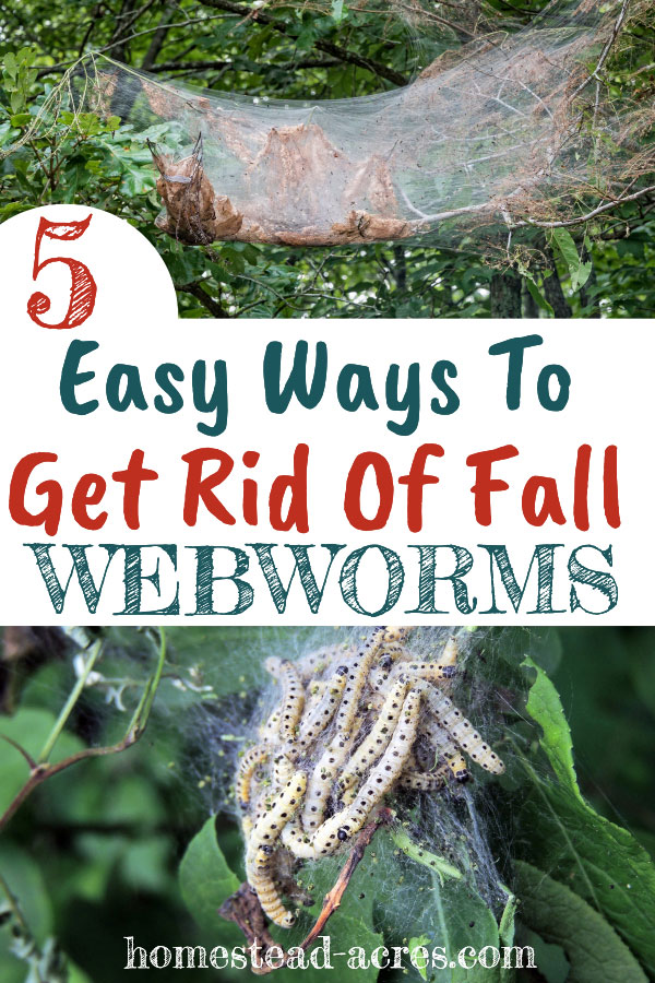 Fall Webworm Control - How To Get Rid Of Fall Webworms Easily ...