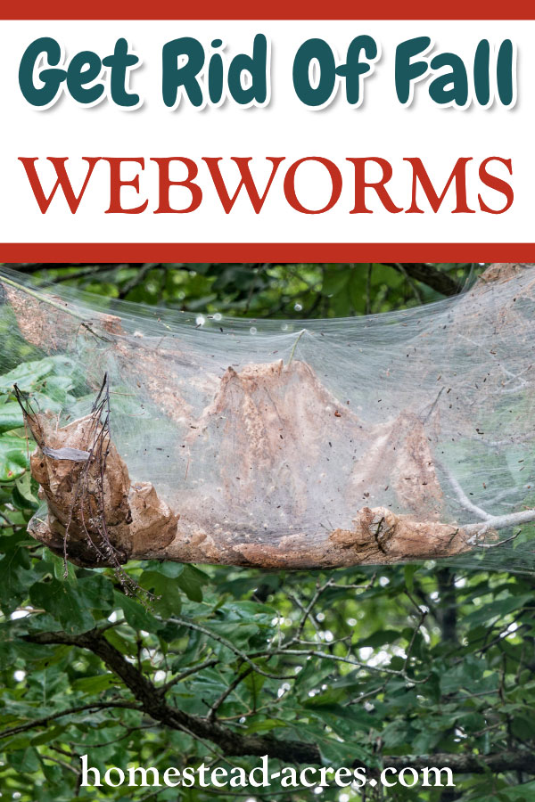 Fall Webworm Control - How To Get Rid Of Fall Webworms Easily ...