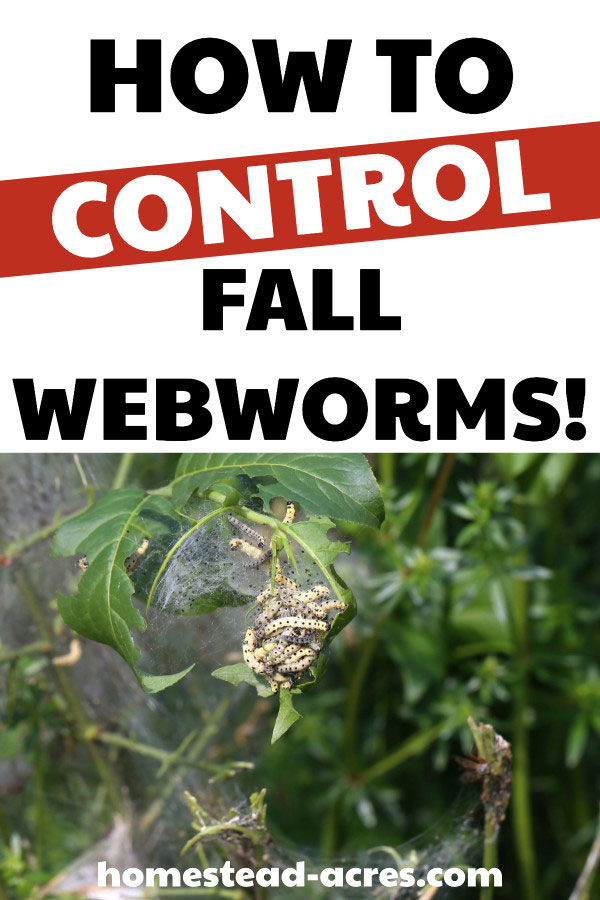 Fall Webworm Control - How To Get Rid Of Fall Webworms Easily ...