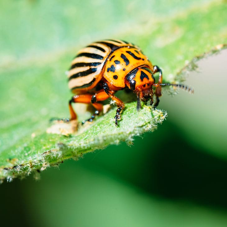 How To Get Rid Of Colorado Potato Beetles - Homestead Acres