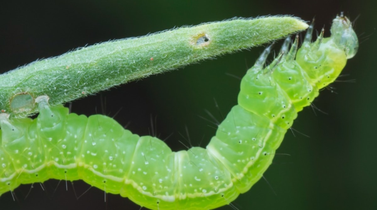 How To Get Rid Of Cabbage Loopers - Homestead Acres