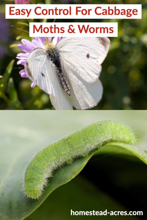 How To Get Rid Of Cabbage Worms And Moths - Homestead Acres
