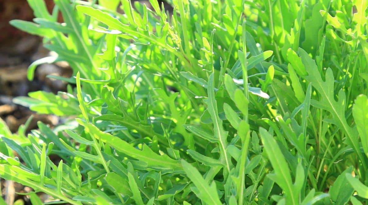 How To Grow Arugula For Zesty Salad Greens - Homestead Acres