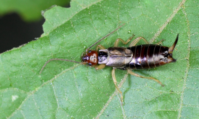 How To Get Rid Of Earwigs in The Garden - Homestead Acres